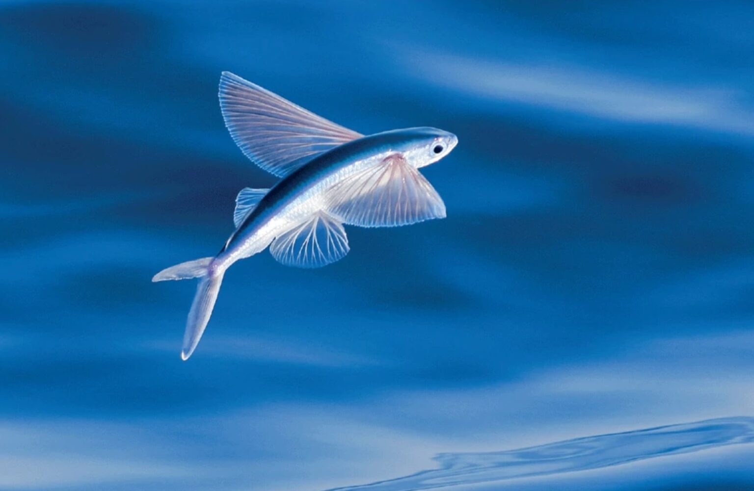 Interesting Facts About Flying Fish - Fact Bud