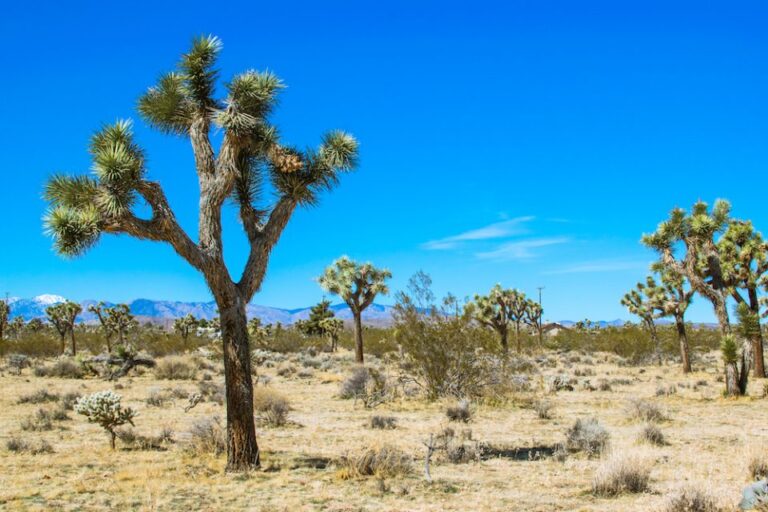 Interesting Facts About Joshua Trees - Fact Bud