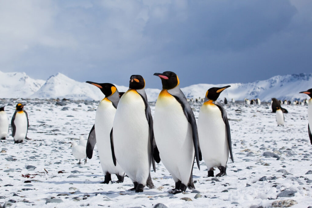 Interesting Facts About King Penguins Fact Bud interesting-facts-about-king-penguins-fact-bud