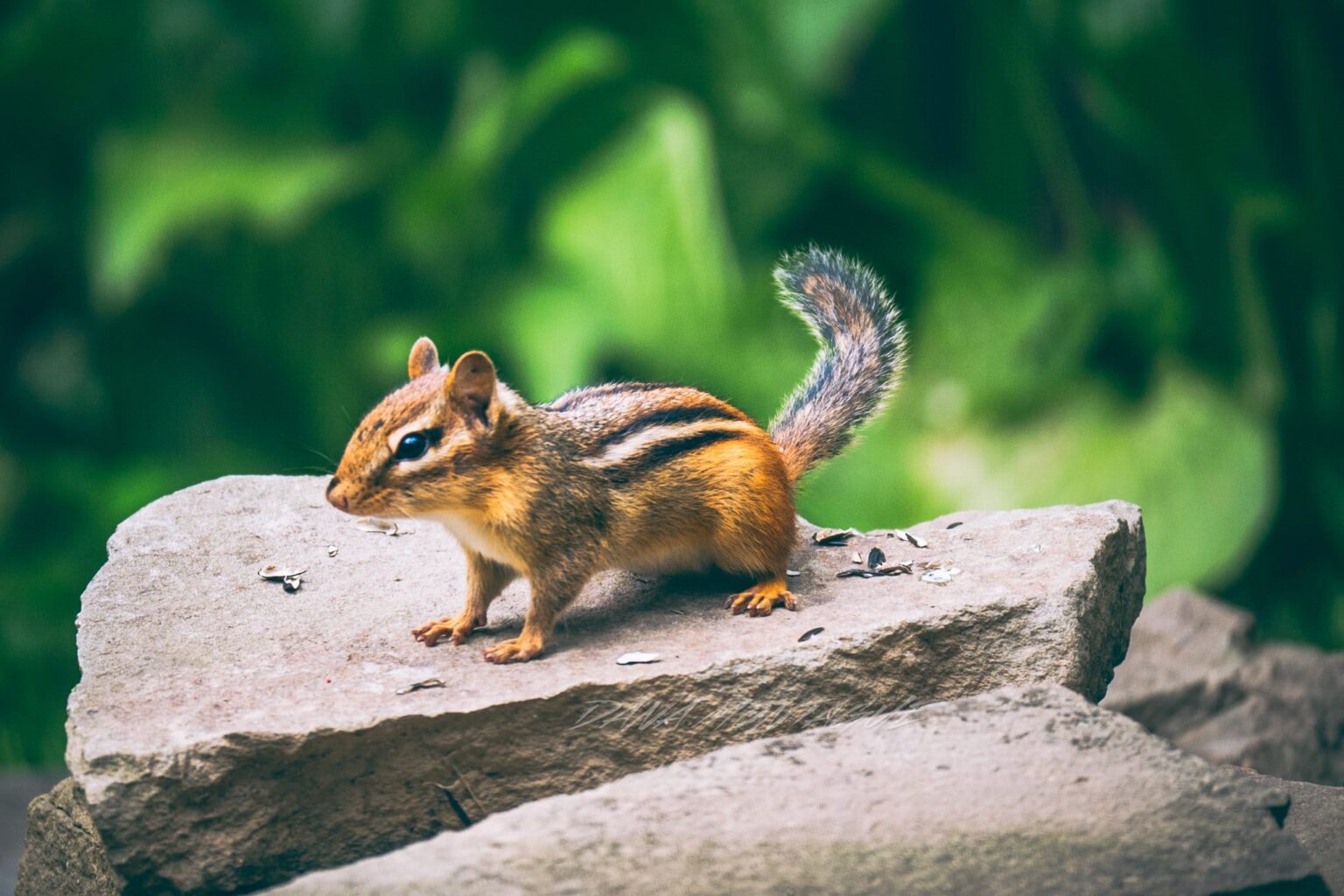 Interesting Facts About Chipmunks - Fact Bud