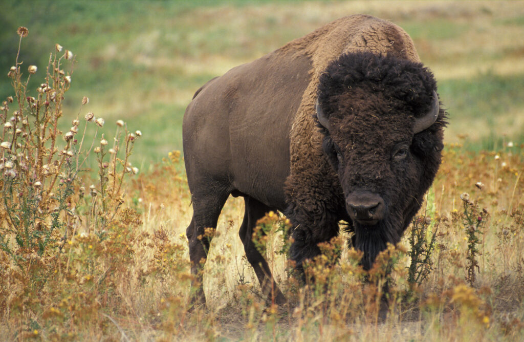 Interesting Facts about American Bison - Fact Bud