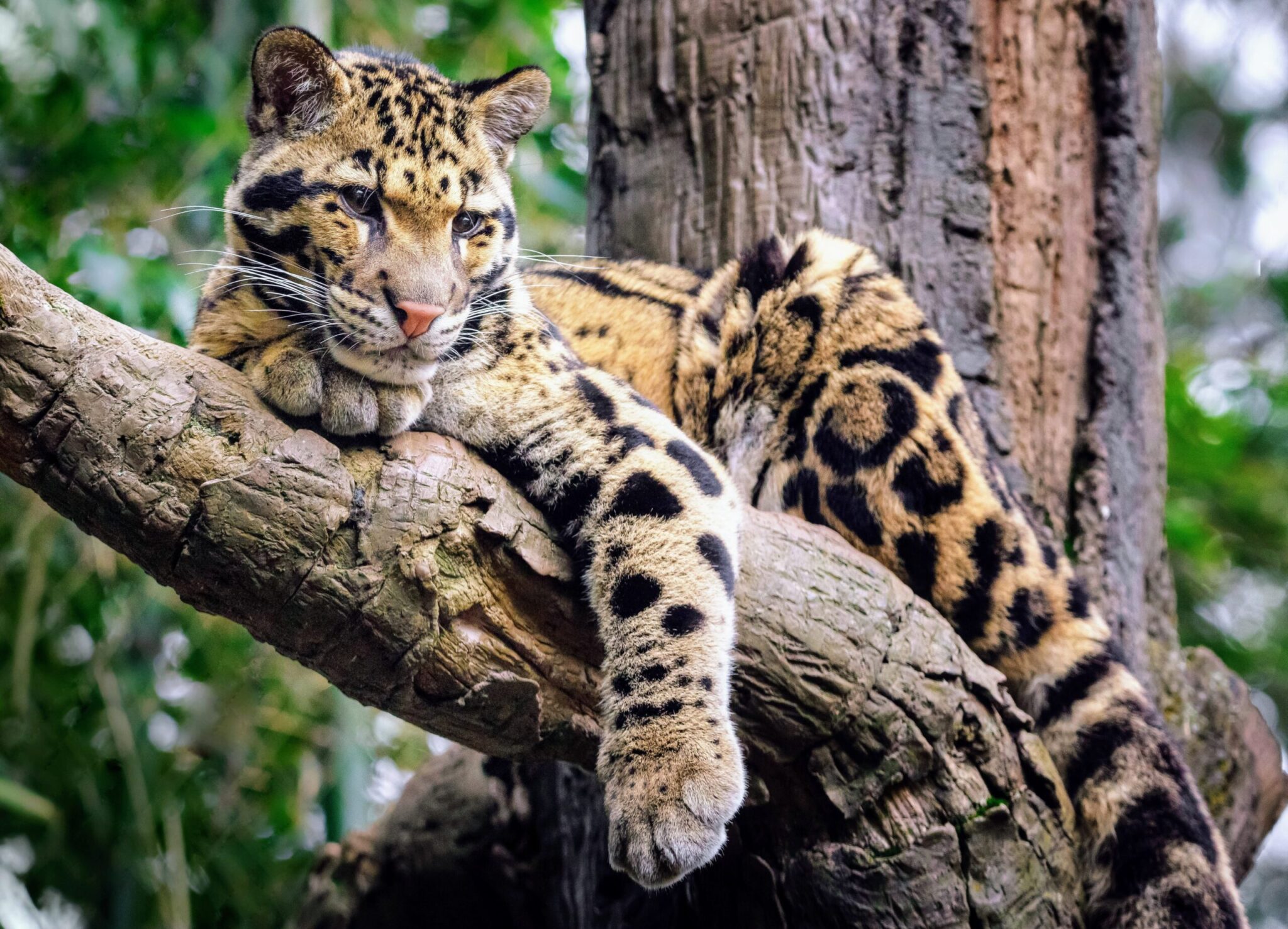 Interesting Facts about Clouded Leopard - Fact Bud