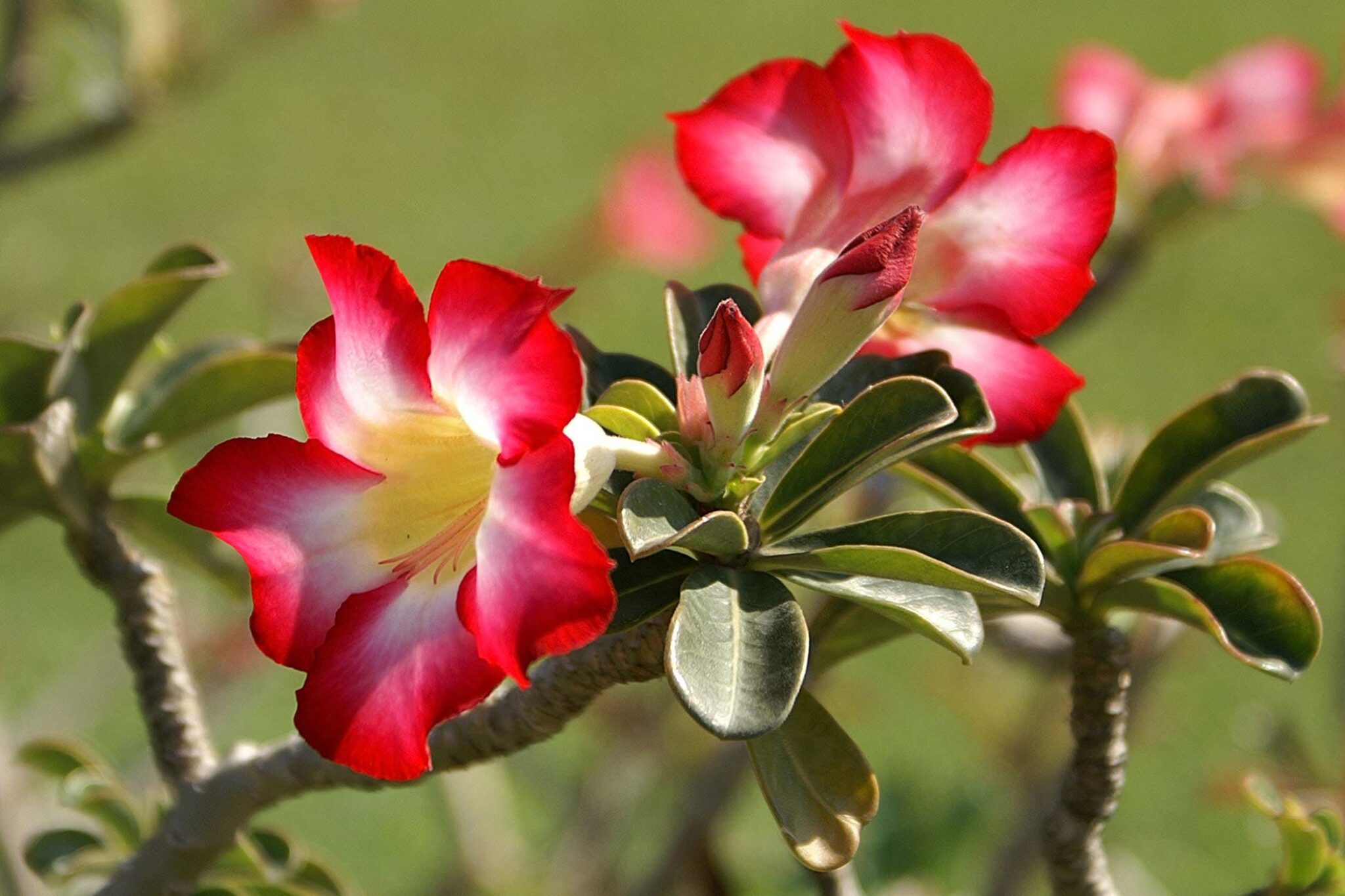 Interesting Facts about Desert Rose - Fact Bud