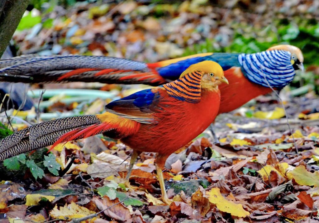 Interesting Facts about Golden Pheasant - Fact Bud