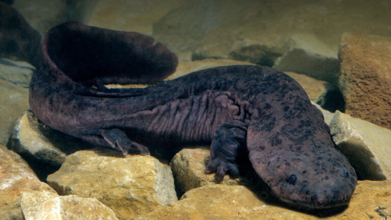 Fun Facts about the Japanese Giant Salamander - Fact Bud
