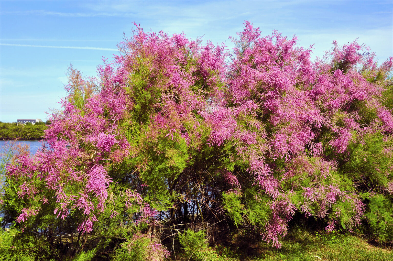 Interesting Facts about Tamarisk - Fact Bud