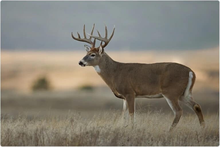 Interesting Facts about White-tailed Deer - Fact Bud
