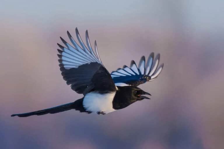 Interesting Facts about Magpies - Fact Bud